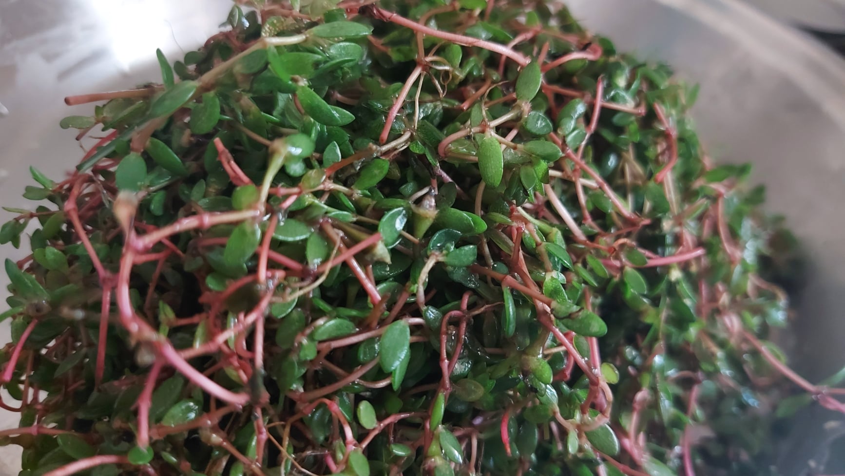 Crisp Noni saag ke pakore – A mind of my own